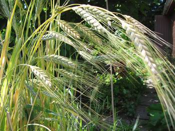 Granen eesten | Weblog Voedwel