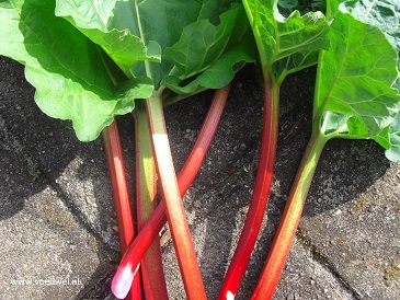 Rabarber | Weblog Voedwel