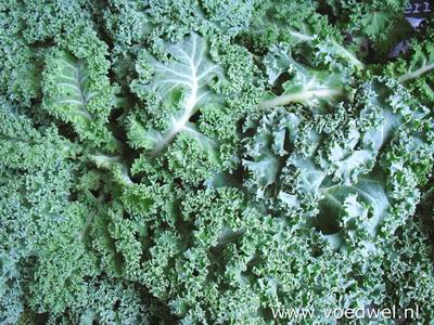 Boerenkool | Weblog Voedwel